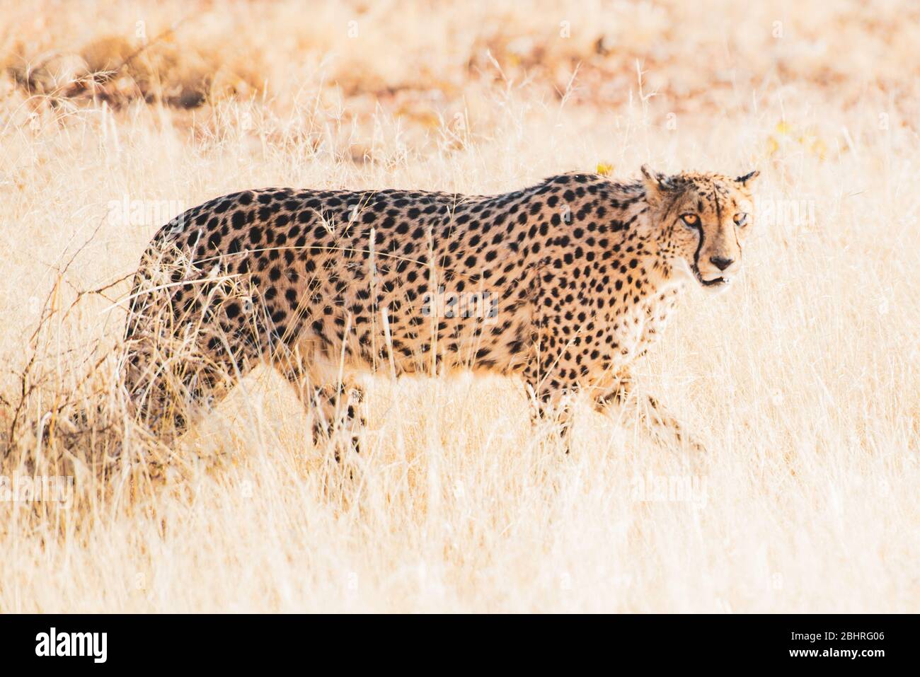 Namibia: Pictures of the Namibian beauties - A Cheetah Stock Photo - Alamy