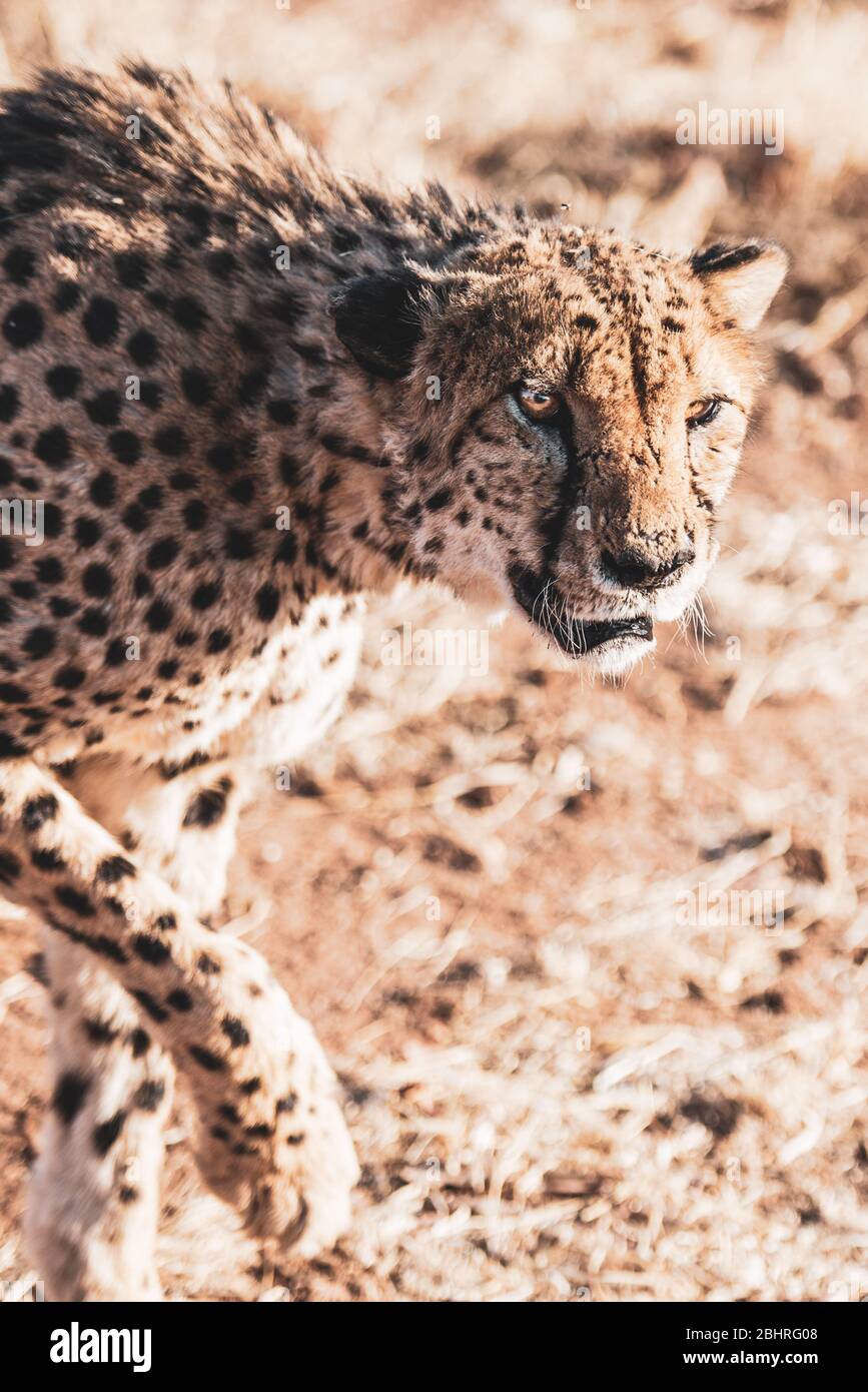 Namibia: Pictures of the Namibian beauties - A Cheetah Stock Photo - Alamy
