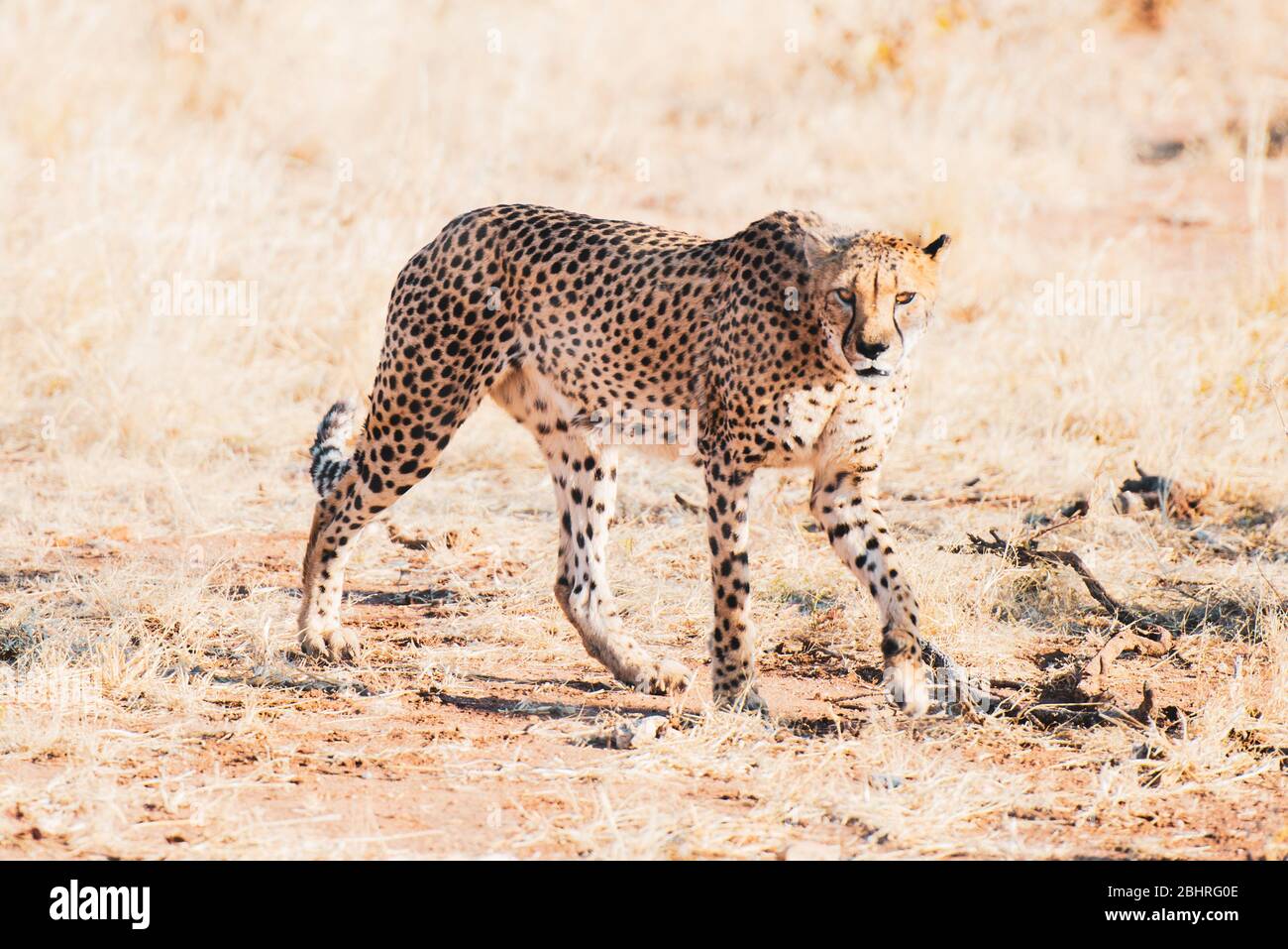 Namibia: Pictures of the Namibian beauties - A Cheetah Stock Photo - Alamy