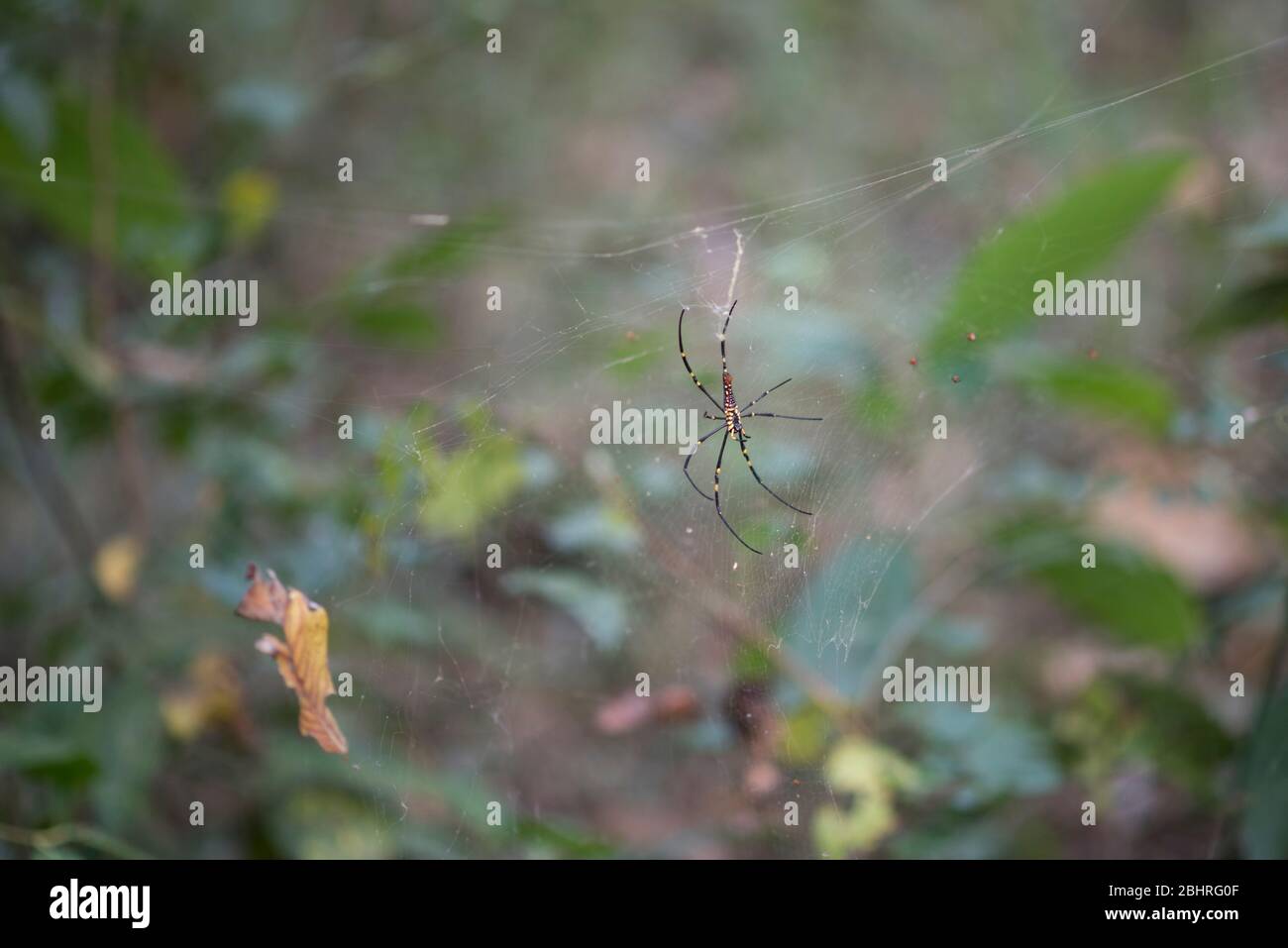 Spiders of thailand hi-res stock photography and images - Alamy
