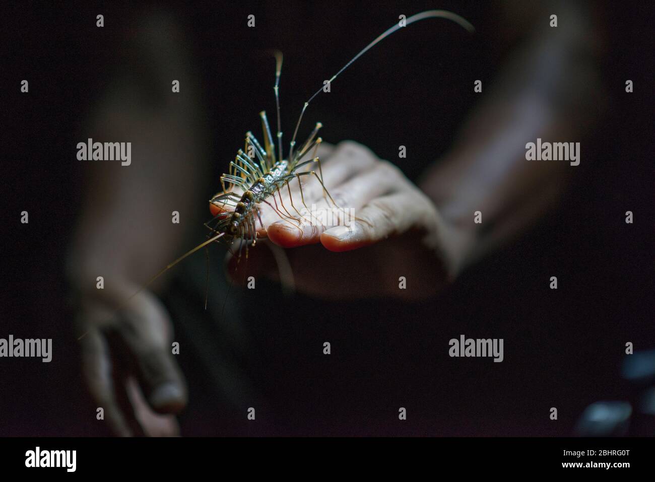 House centipede, (Scutigera coleoptrata) hold by local guide at the ...