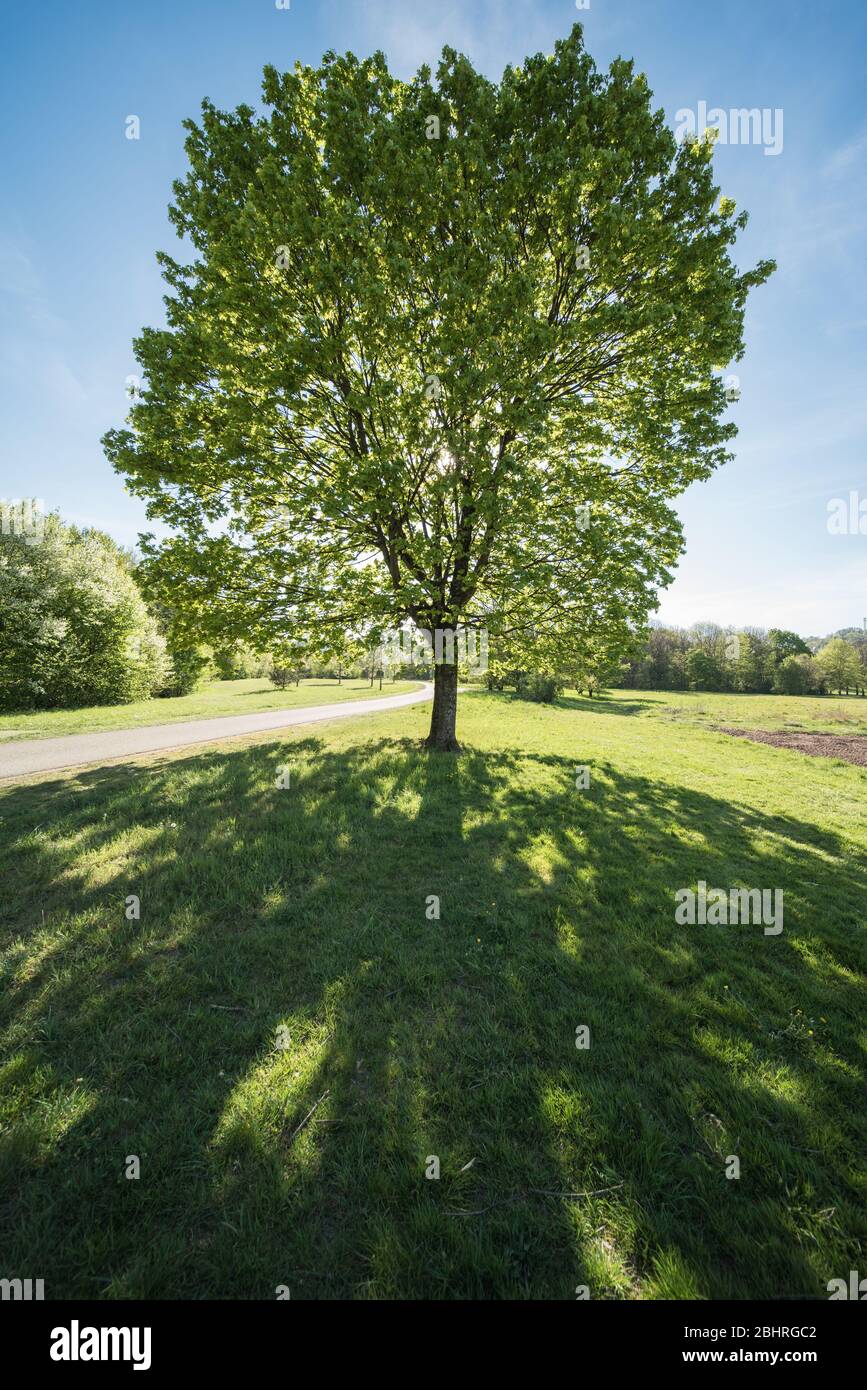 Magic sunlight hi-res stock photography and images - Alamy