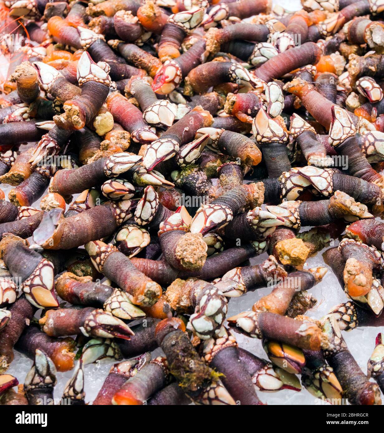 Percebes hi-res stock photography and images - Alamy