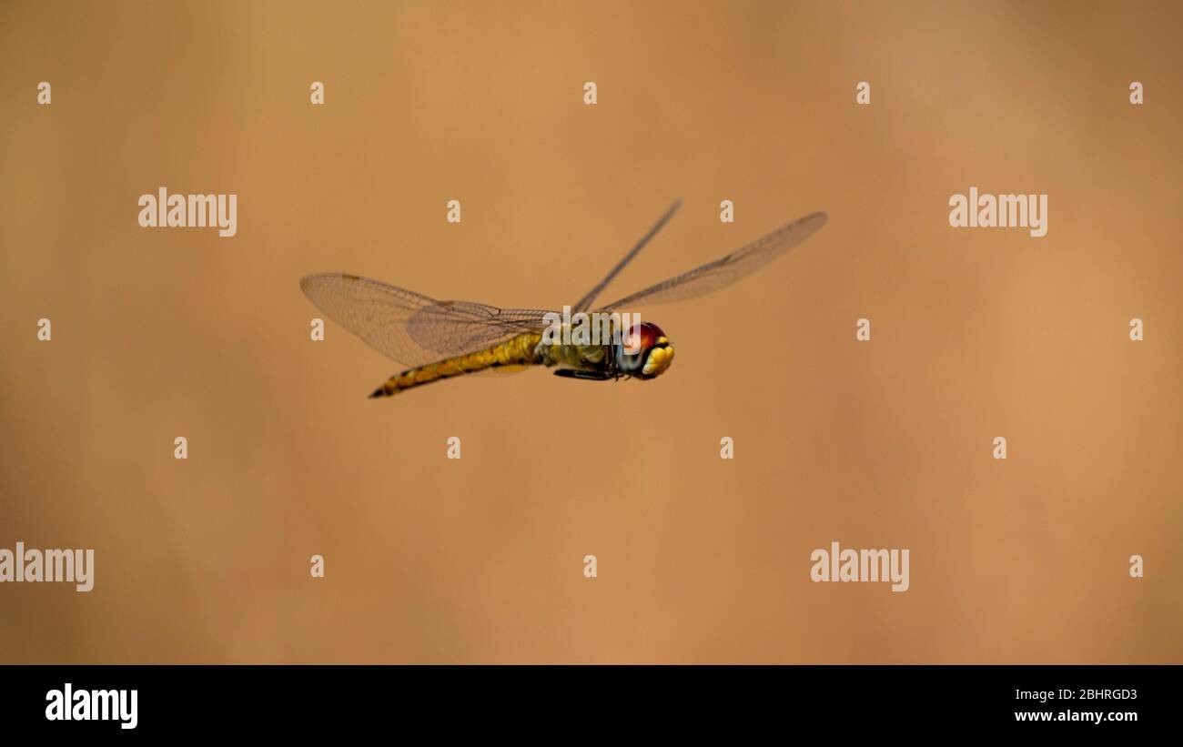 India dragonfly closeup hi-res stock photography and images - Alamy
