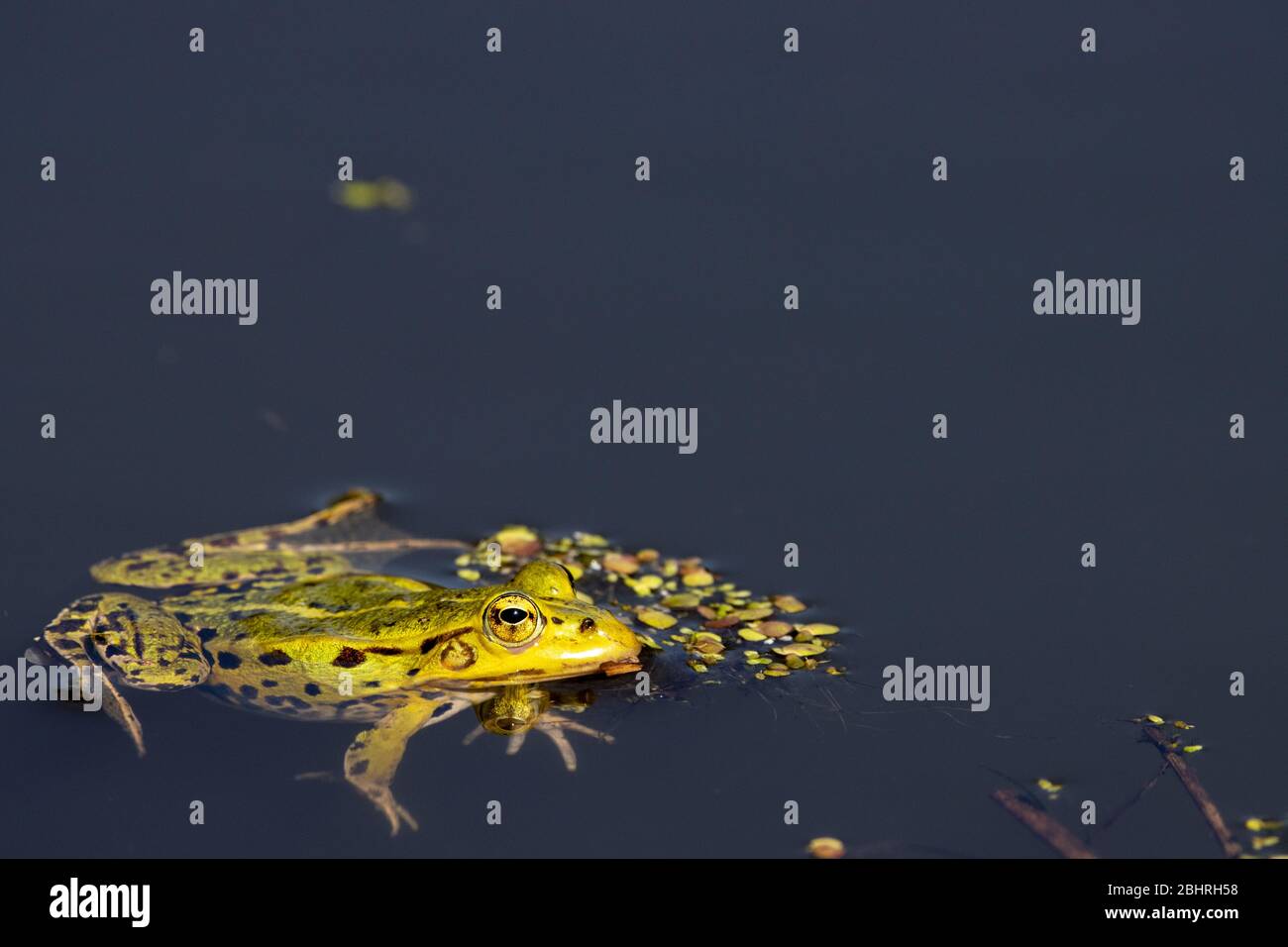Large adult Common European Green Frog floating in water Stock Photo ...