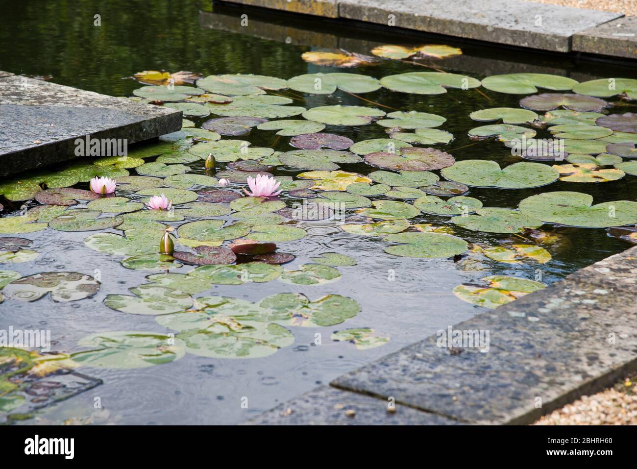 ornamental garden water feature with growing water lilies Stock Photo ...