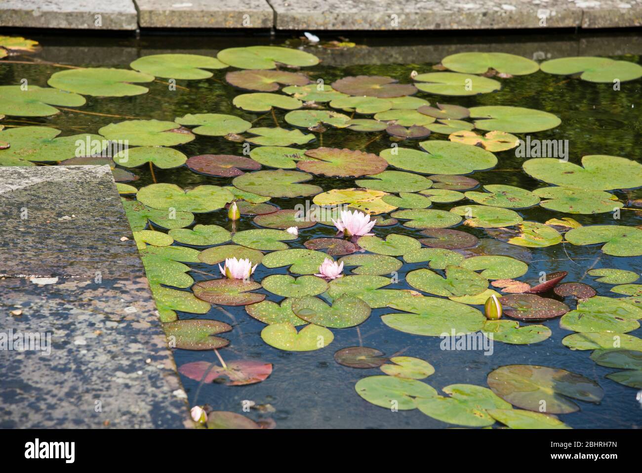 ornamental garden water feature with growing water lilies Stock Photo ...