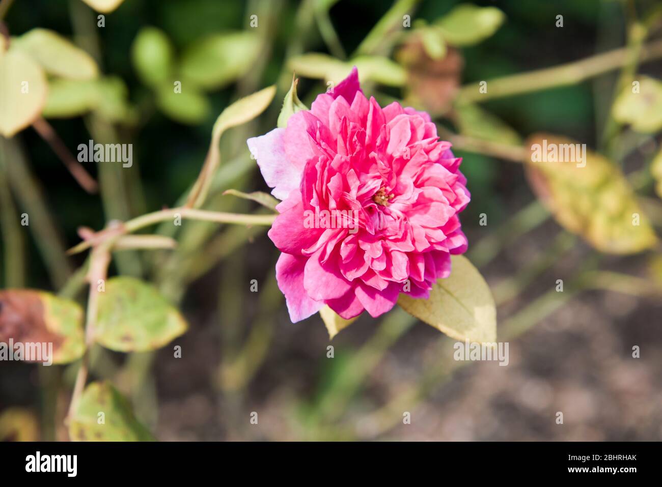 Sophy's rose hi-res stock photography and images - Alamy