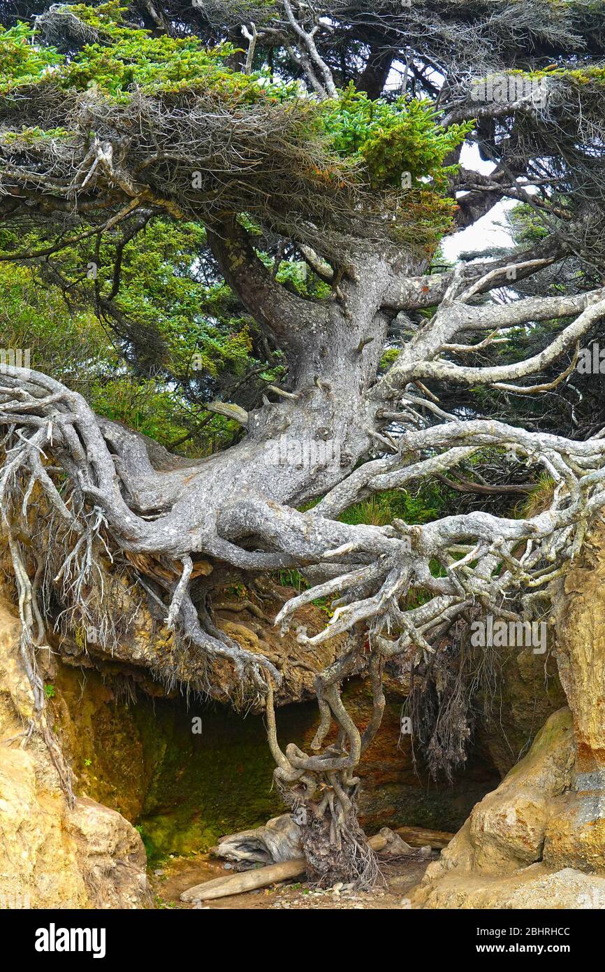 Kalaloch beach olympic national park olympic peninsula washington state ...