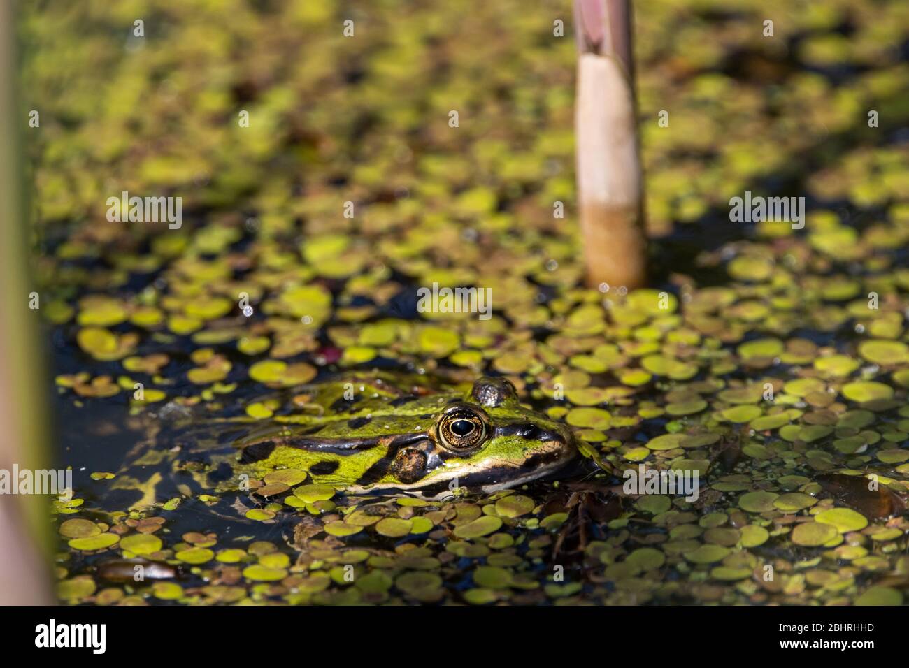 Large bright green European Green Frog swimming in water Stock Photo ...