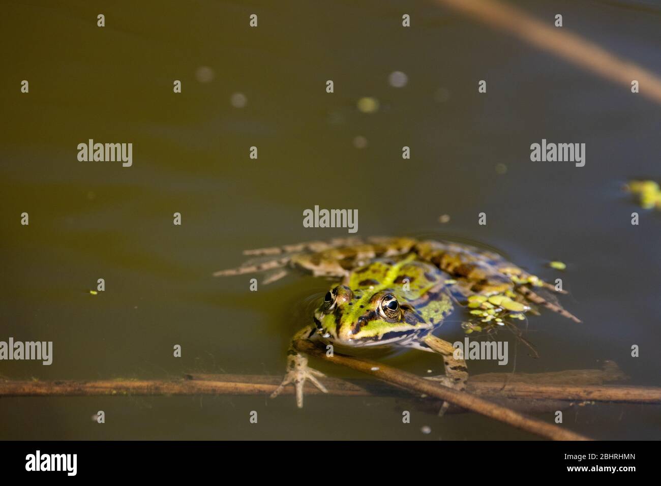 Frontal shot of small Common European Green Frog floating in water ...