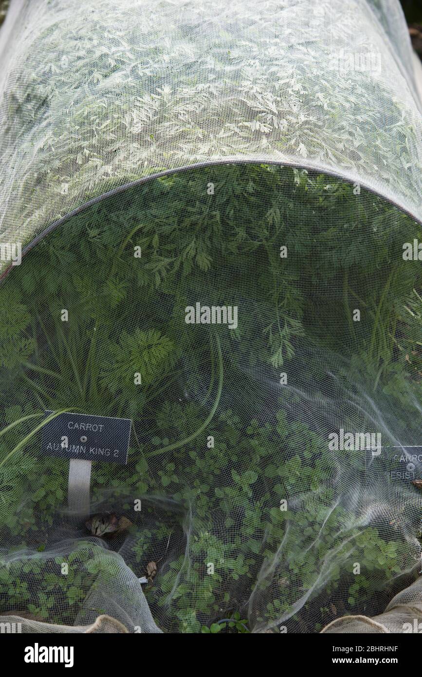 Using protective netting against carrot fly, birds and other garden ...