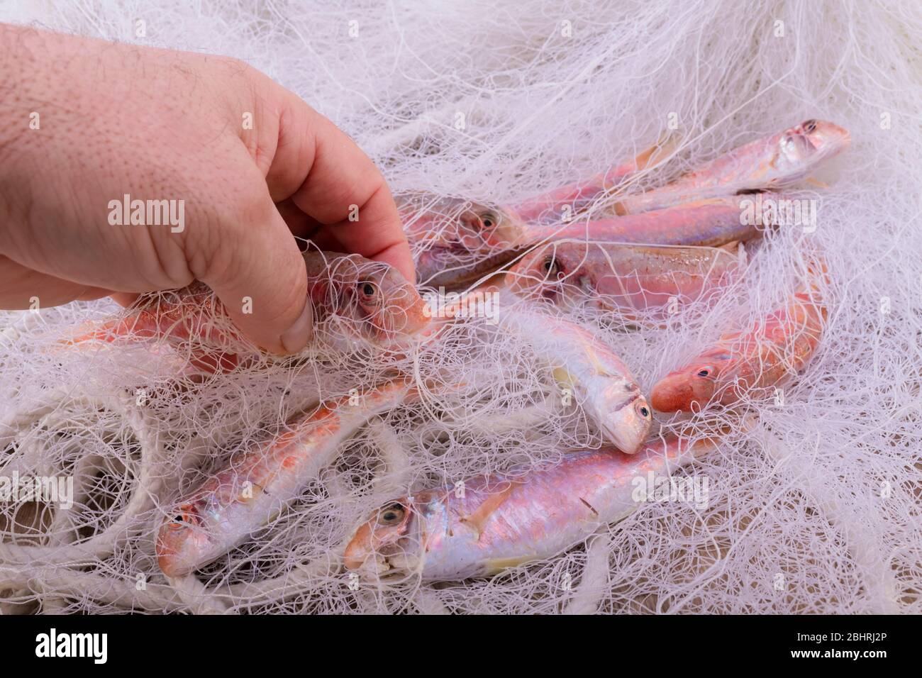 Hand taking delicious fish hi-res stock photography and images - Alamy