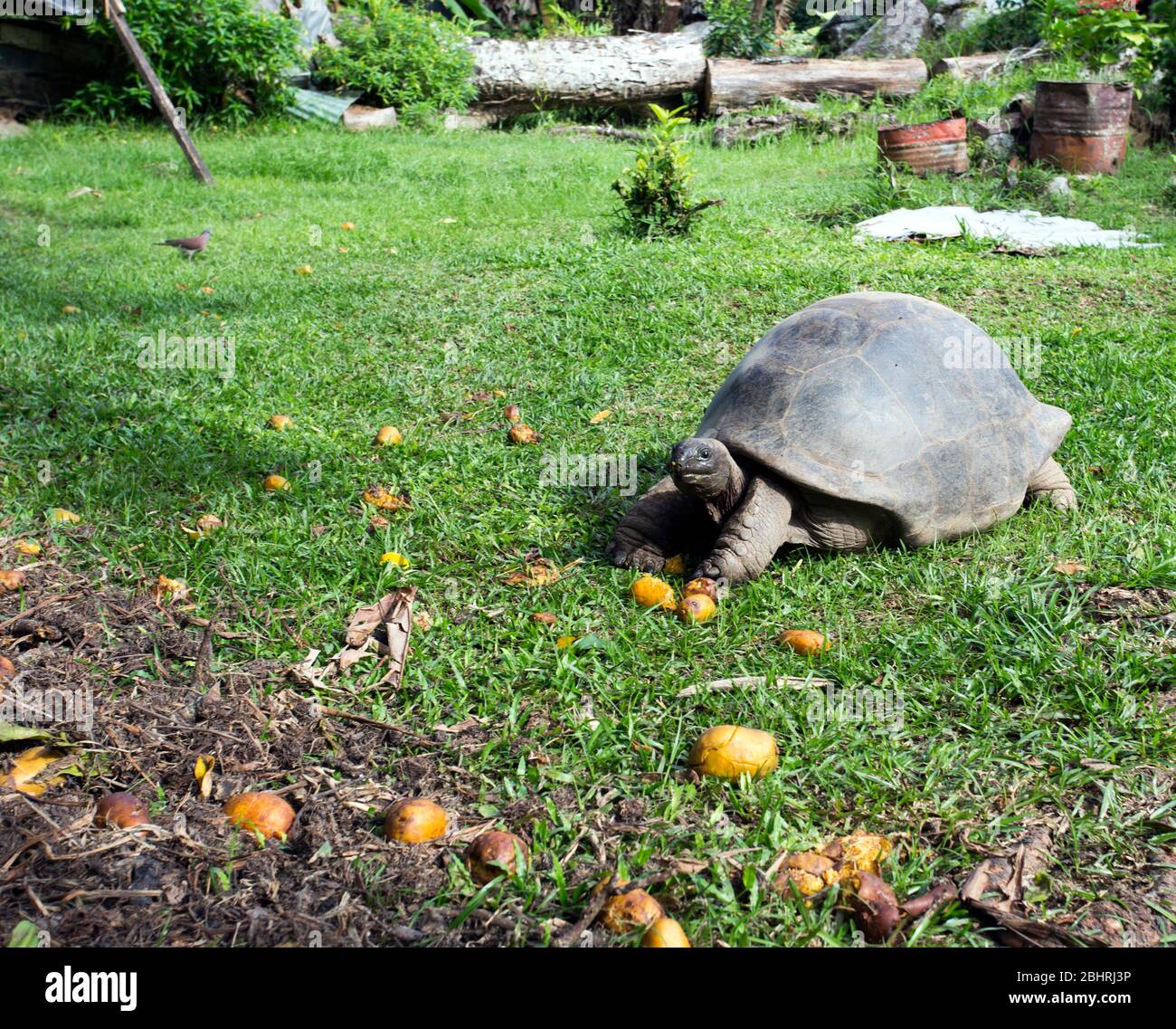 A typical giant turtle in Seychelles islands Stock Photo - Alamy