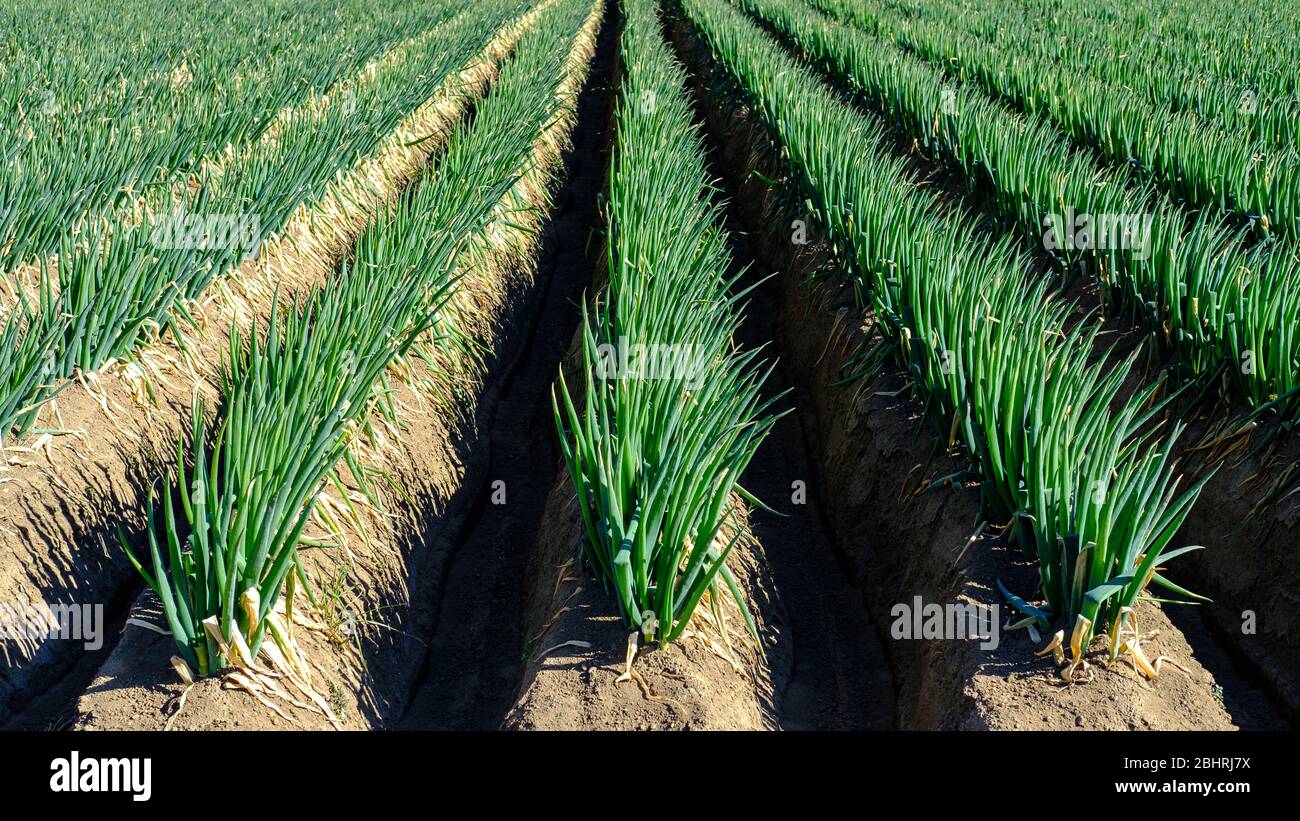 Japan, field of Negi, Japanese bunching onions, Welsh onions, spring ...