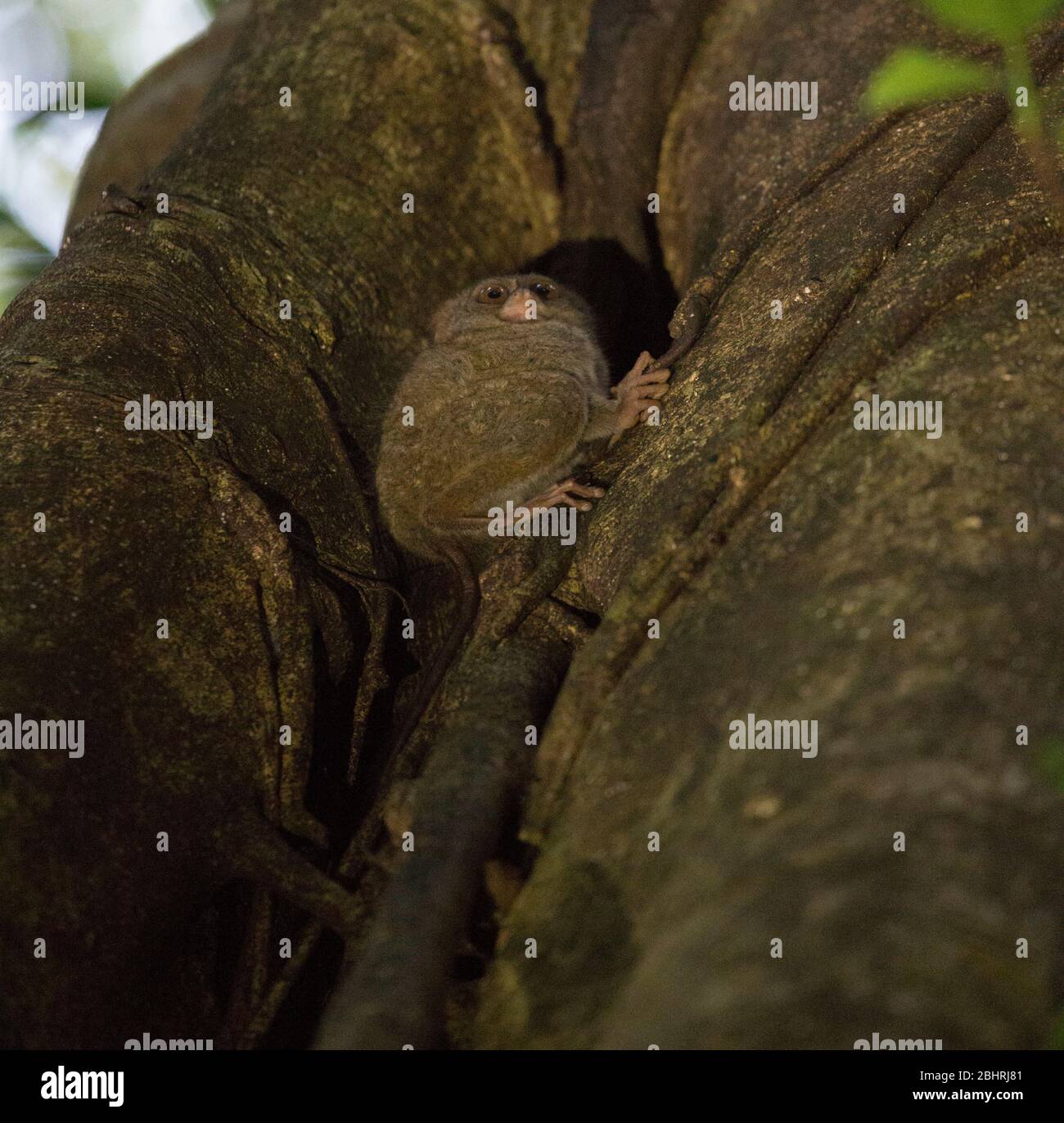 Tarsius portrait hi-res stock photography and images - Alamy