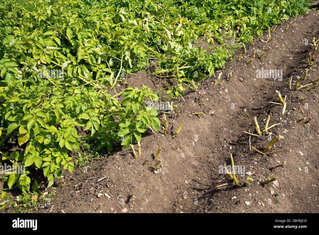 Rows of maturing potato plants, the haulm of some removed to control ...