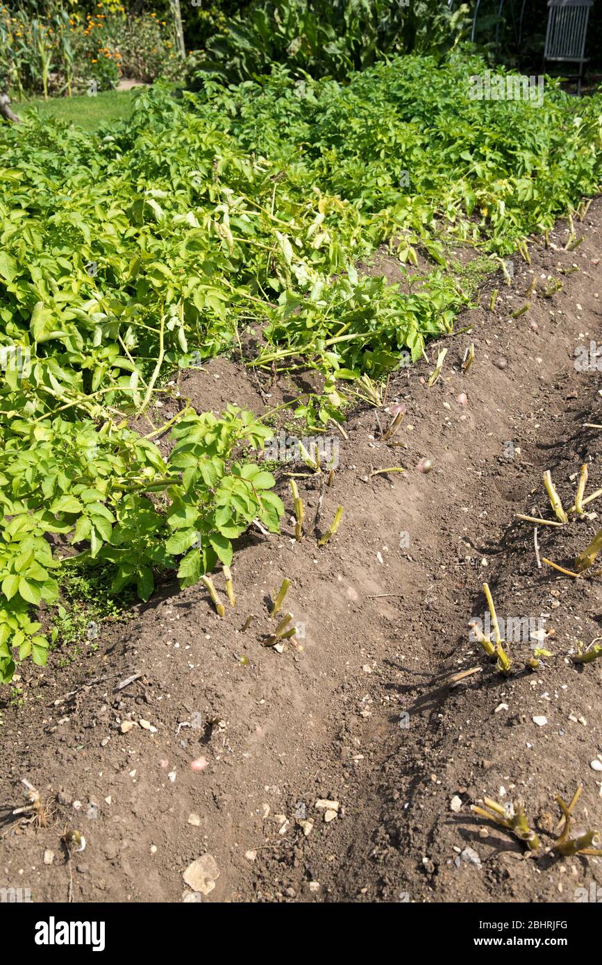 Rows of maturing potato plants, the haulm of some removed to control ...