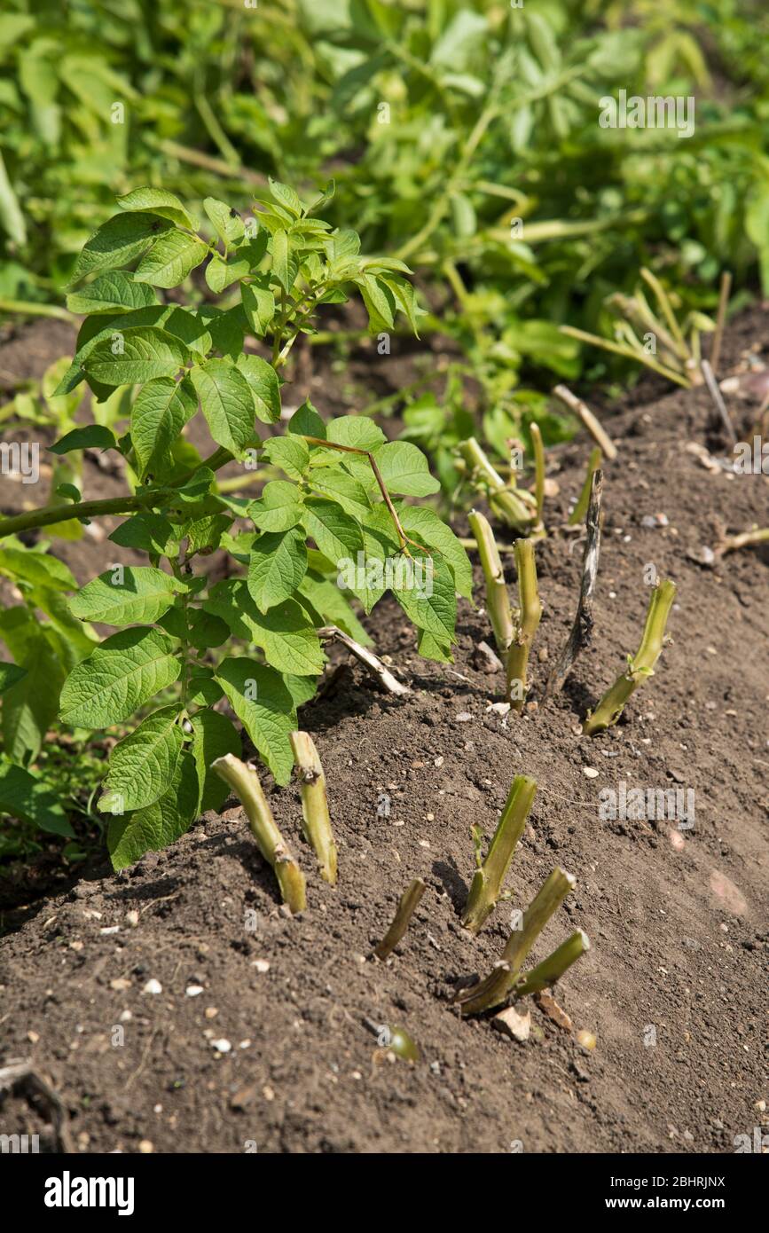 Maturing potato plants hi-res stock photography and images - Alamy