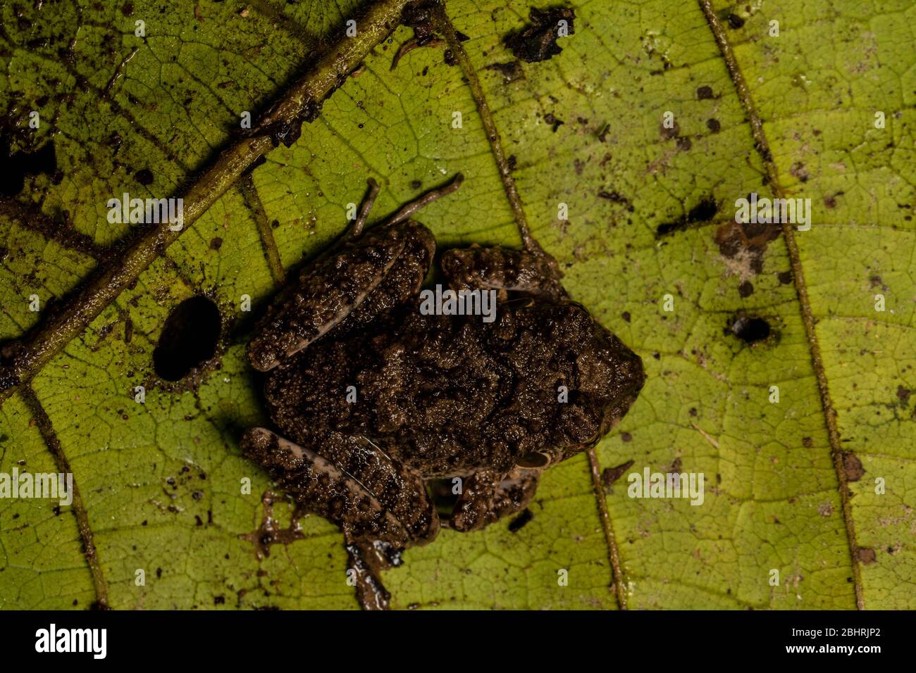 Common Big-headed Frog (Oreobates quixensis) from the Peruvian Amazon ...