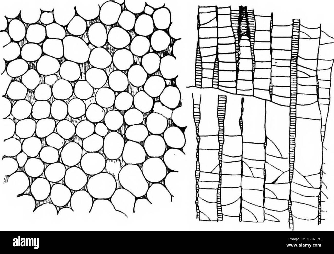 "The Bryozoa of the Lower Silurian in Minnesota" (1893 Stock Photo - Alamy