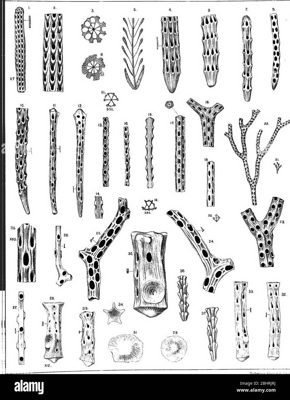 "The Bryozoa of the Lower Silurian in Minnesota" (1893 Stock Photo - Alamy