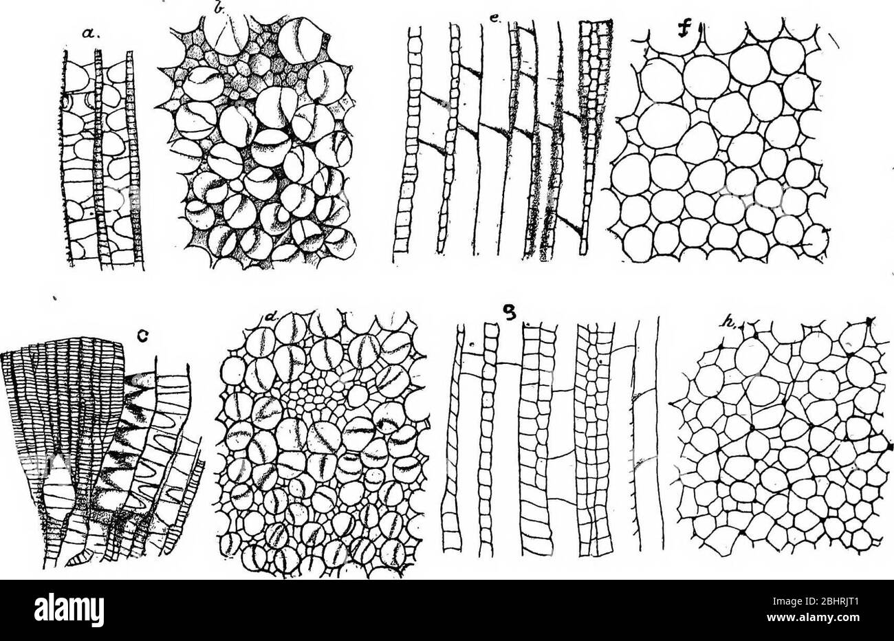 "The Bryozoa of the Lower Silurian in Minnesota" (1893 Stock Photo - Alamy