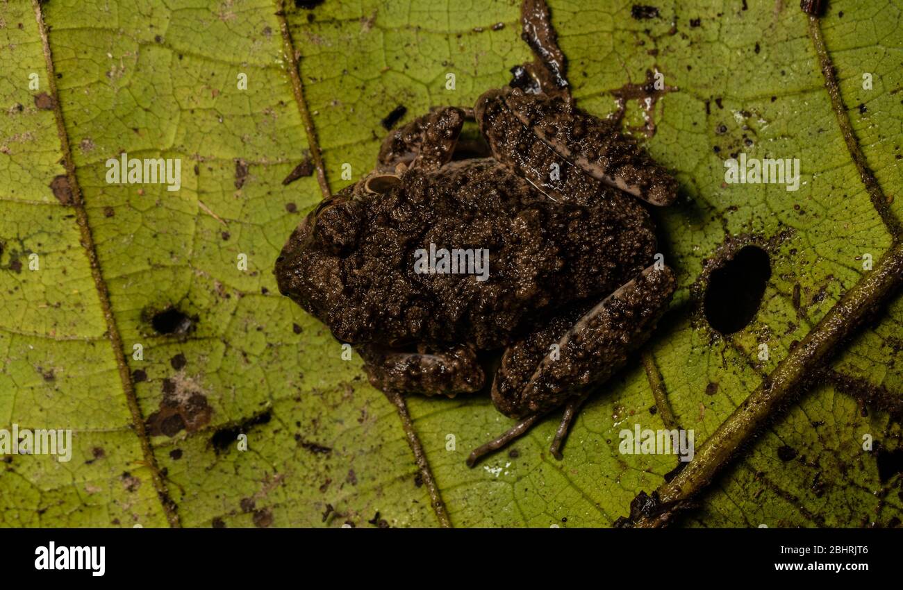 Common Big-headed Frog (Oreobates quixensis) from the Peruvian Amazon ...