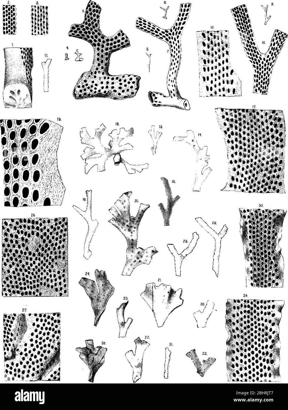 "The Bryozoa of the Lower Silurian in Minnesota" (1893 Stock Photo - Alamy