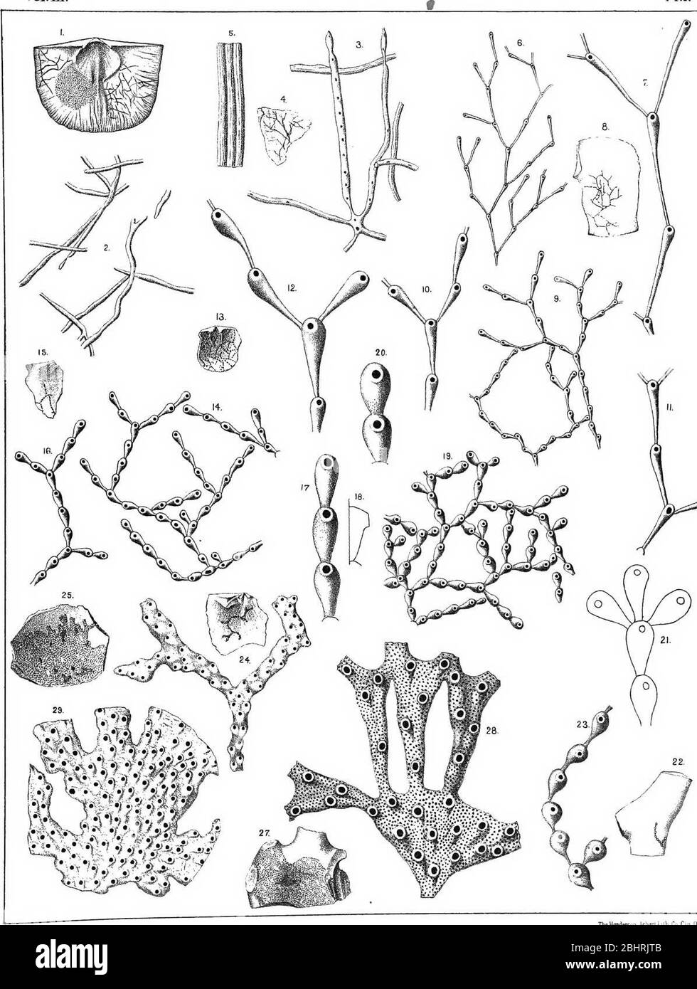 "The Bryozoa of the Lower Silurian in Minnesota" (1893 Stock Photo - Alamy