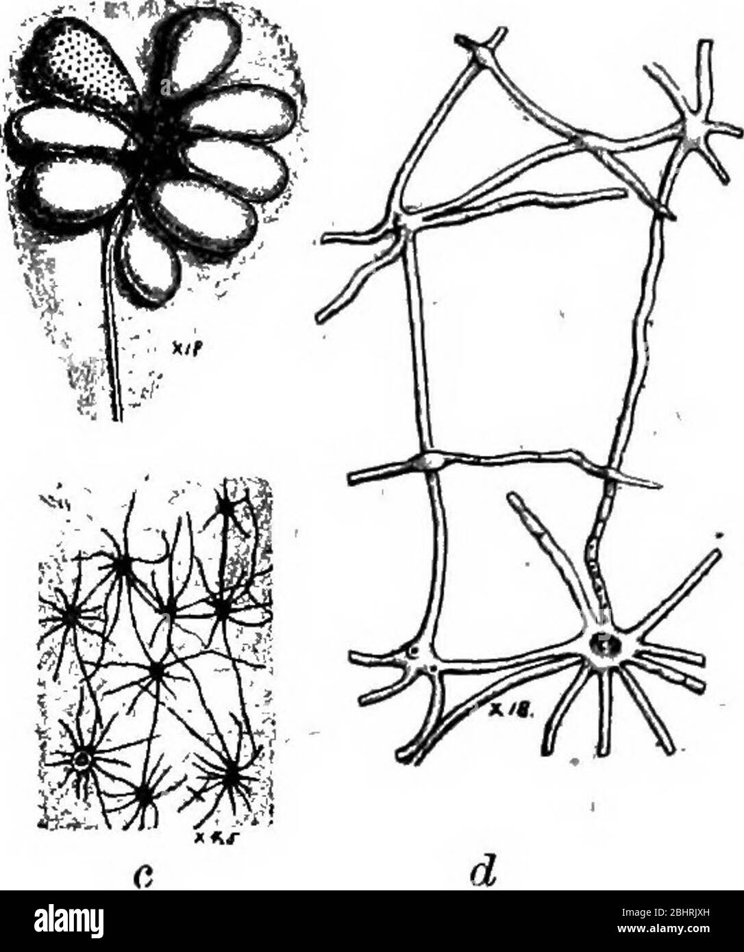"The Bryozoa of the Lower Silurian in Minnesota" (1893 Stock Photo - Alamy