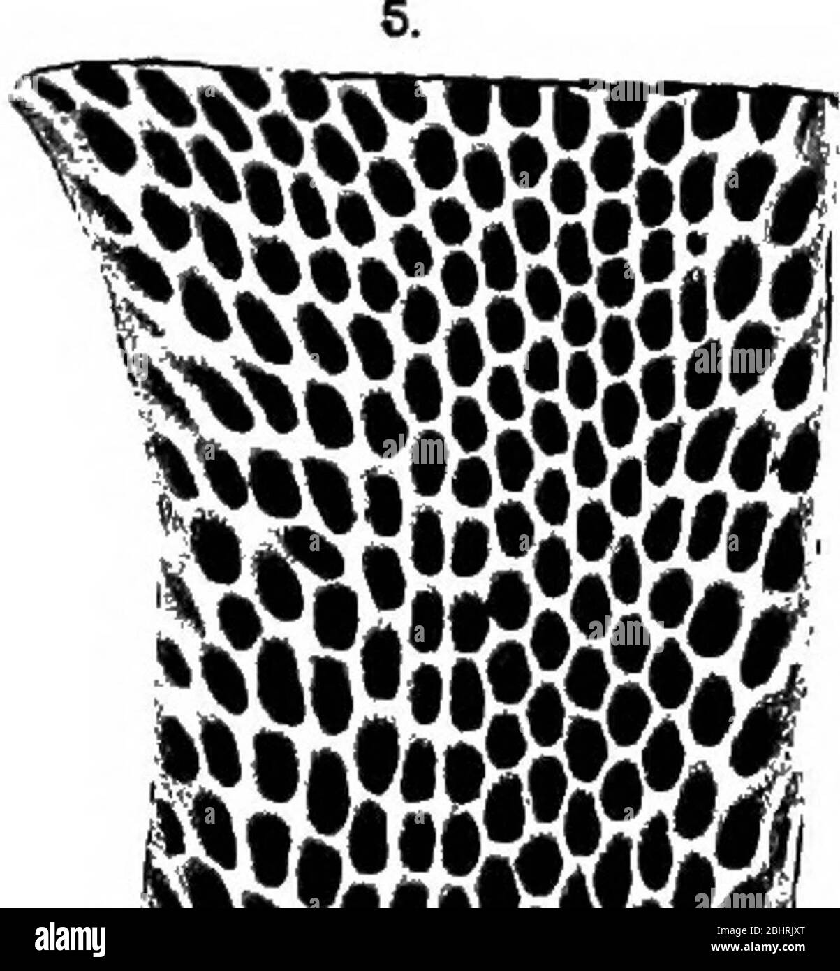 "The Bryozoa of the Lower Silurian in Minnesota" (1893 Stock Photo - Alamy