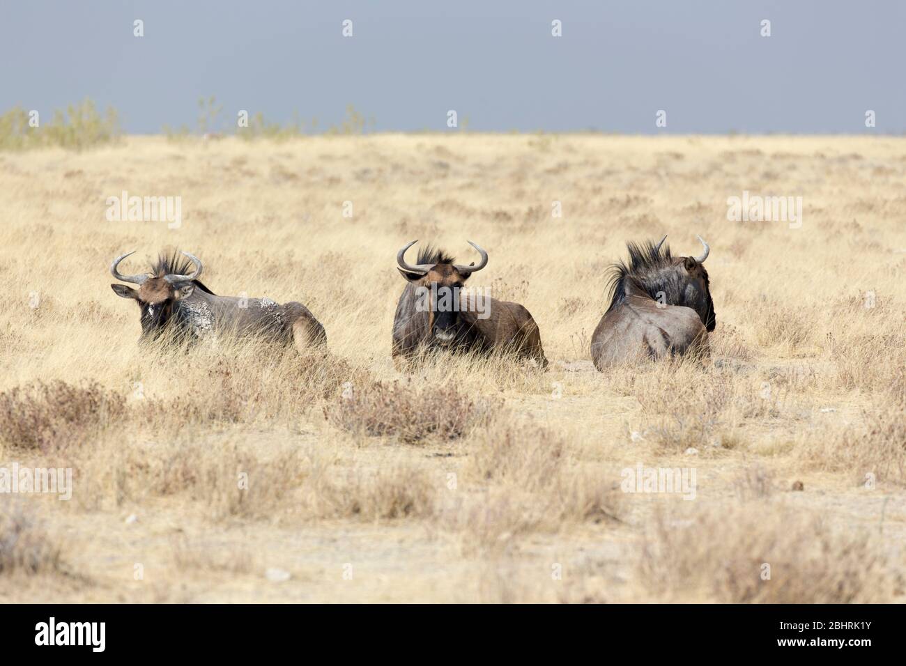 Some buffalo animals in Namibia desert, Namibia Stock Photo - Alamy
