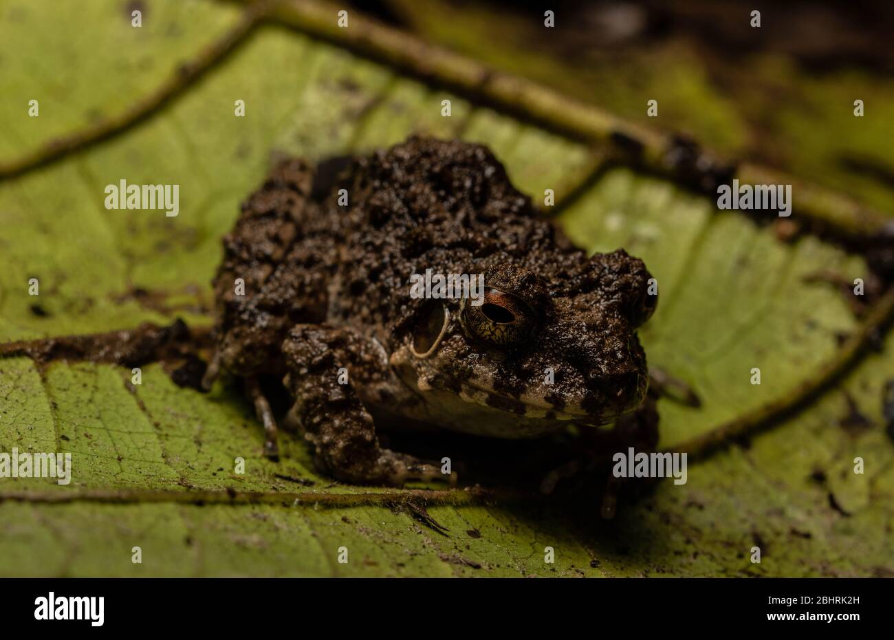 Common Big-headed Frog (Oreobates quixensis) from the Peruvian Amazon ...