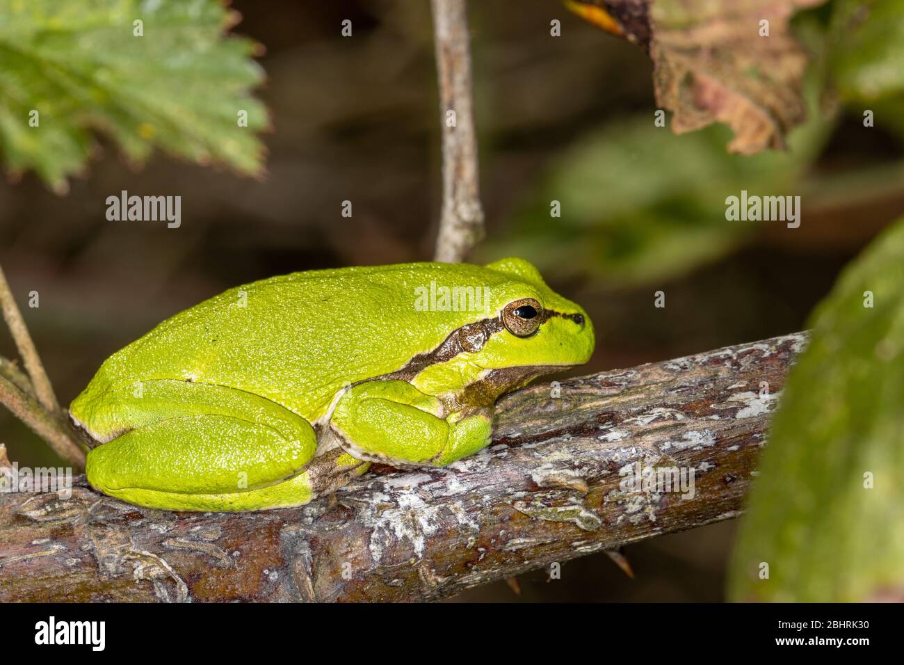 Macro photo of adult European Tree Frog basking on thorny bramble bush ...