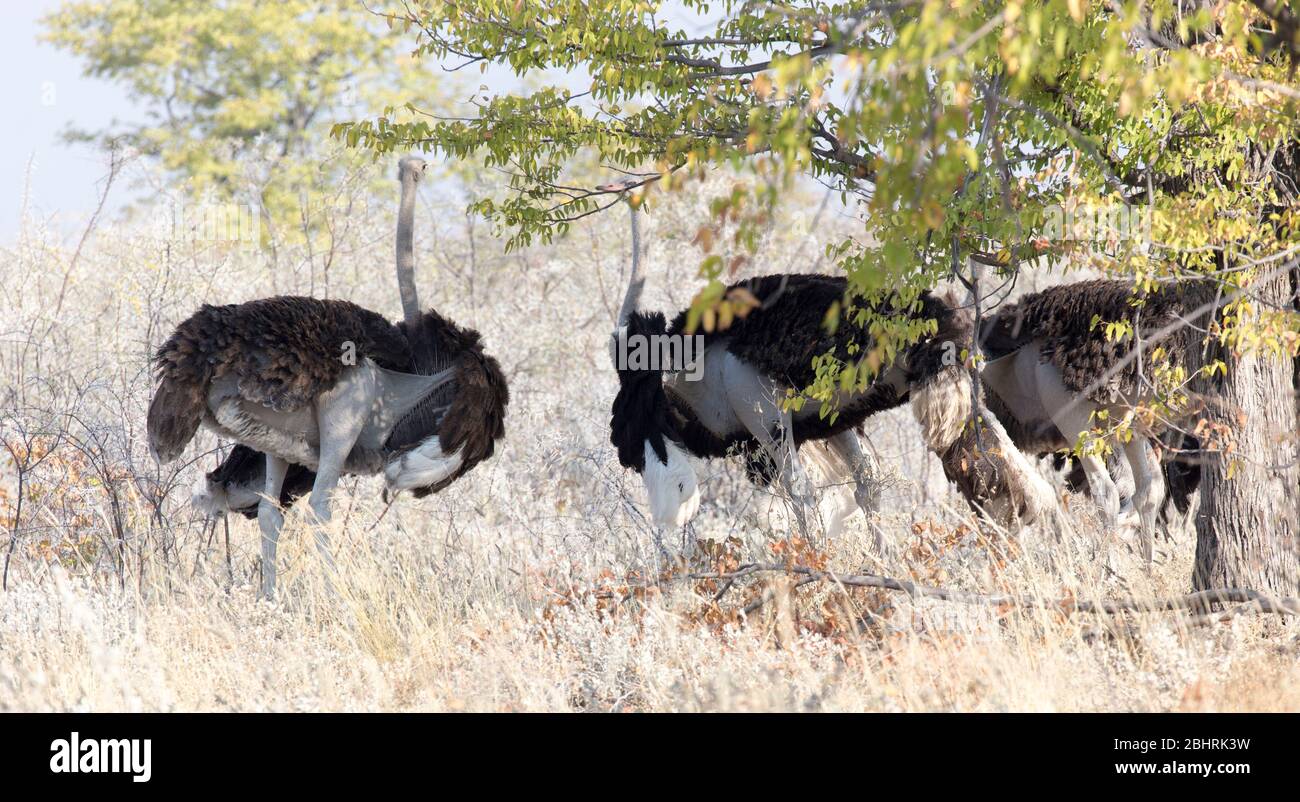 Some ostrich birds in Namibia savannah, Namibia Stock Photo - Alamy