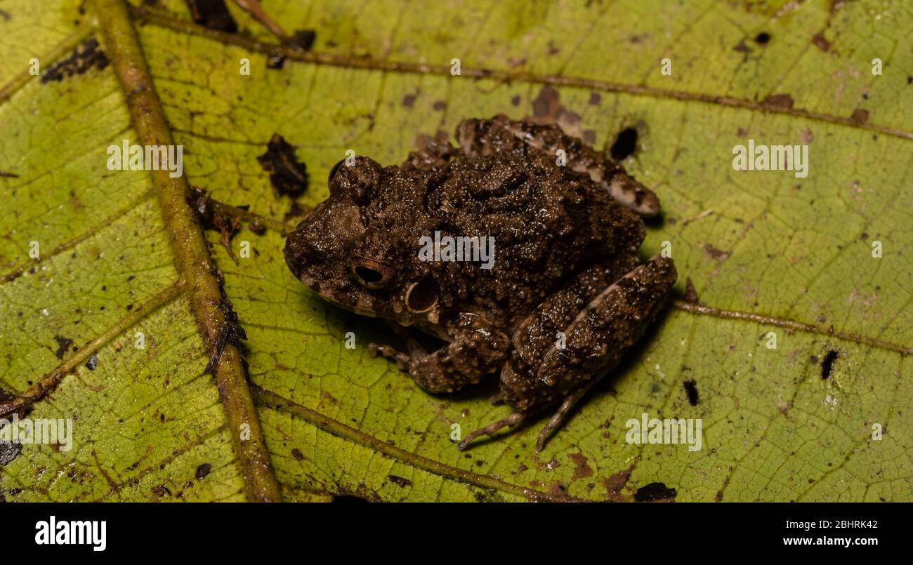 Sapito bocon amazonico hi-res stock photography and images - Alamy