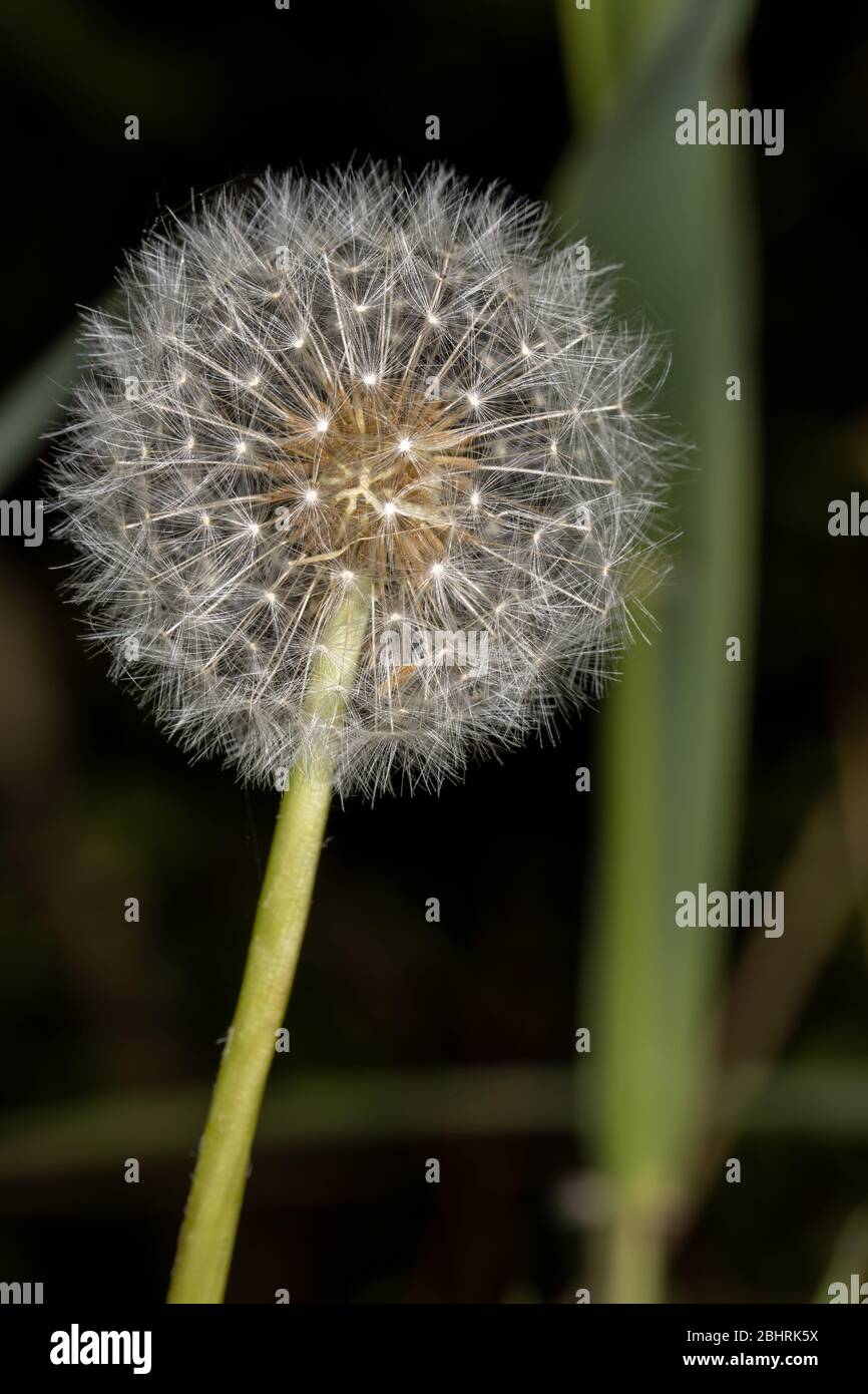 Macro photo of dandelion spherical seed head or blowball Stock Photo ...