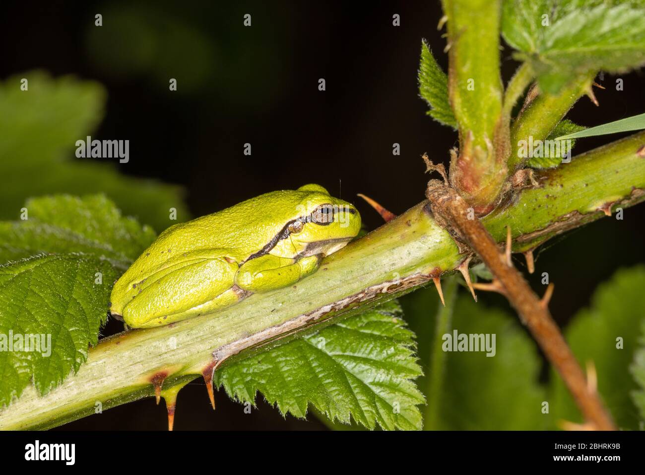 Thorny bush frog hi-res stock photography and images - Alamy