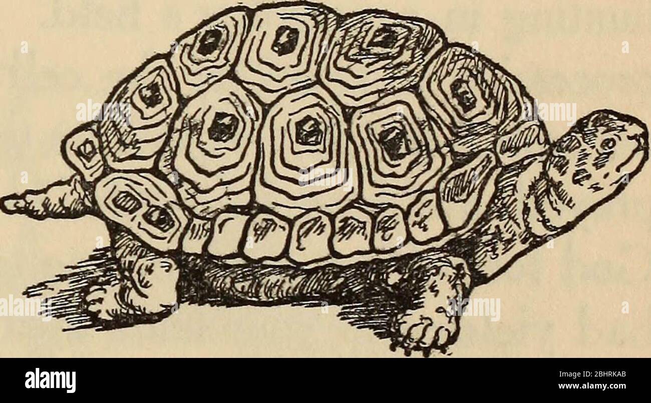 "With the children on Sundays, through eye-gate, and ear-gate into the ...