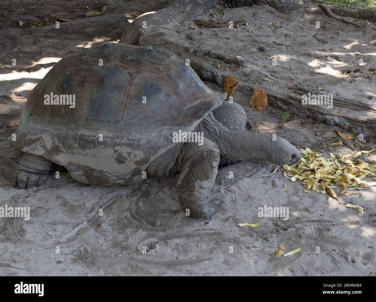 A typical giant turtle in Seychelles islands Stock Photo - Alamy