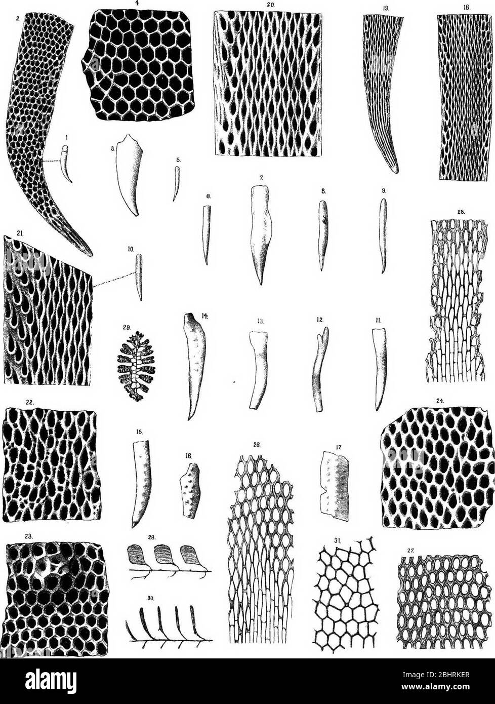 "The Bryozoa of the Lower Silurian in Minnesota" (1893 Stock Photo - Alamy