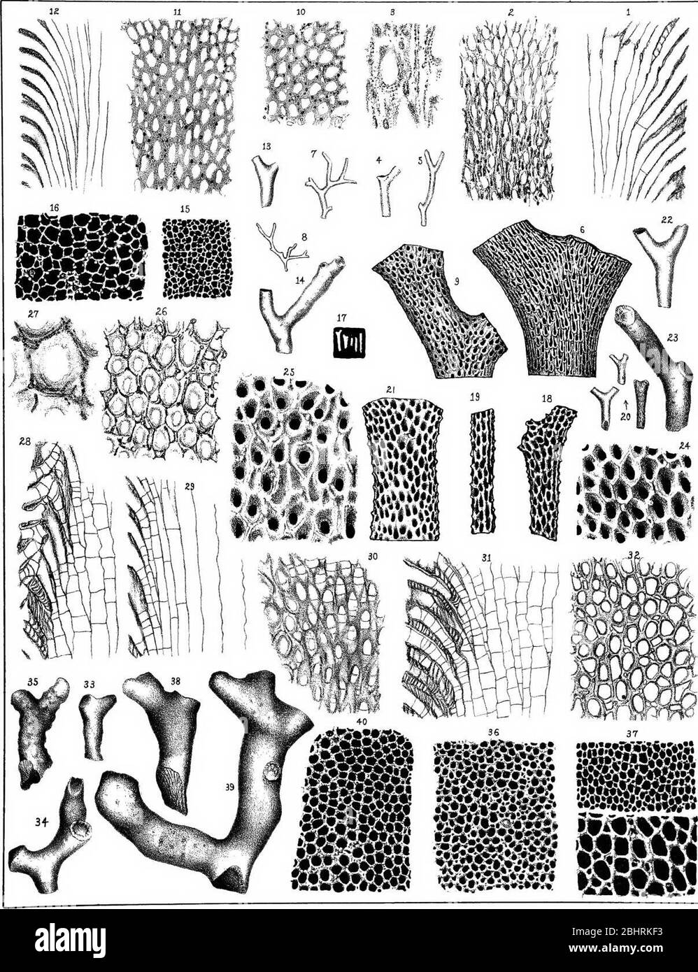 "The Bryozoa of the Lower Silurian in Minnesota" (1893 Stock Photo - Alamy