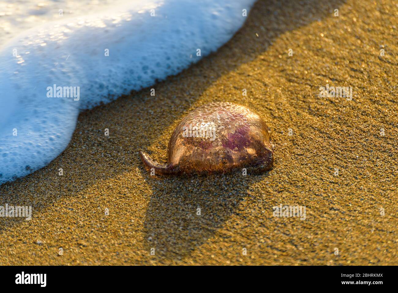Dead jellyfish stranded on the beach. Jelly fish lying on sand with sea ...