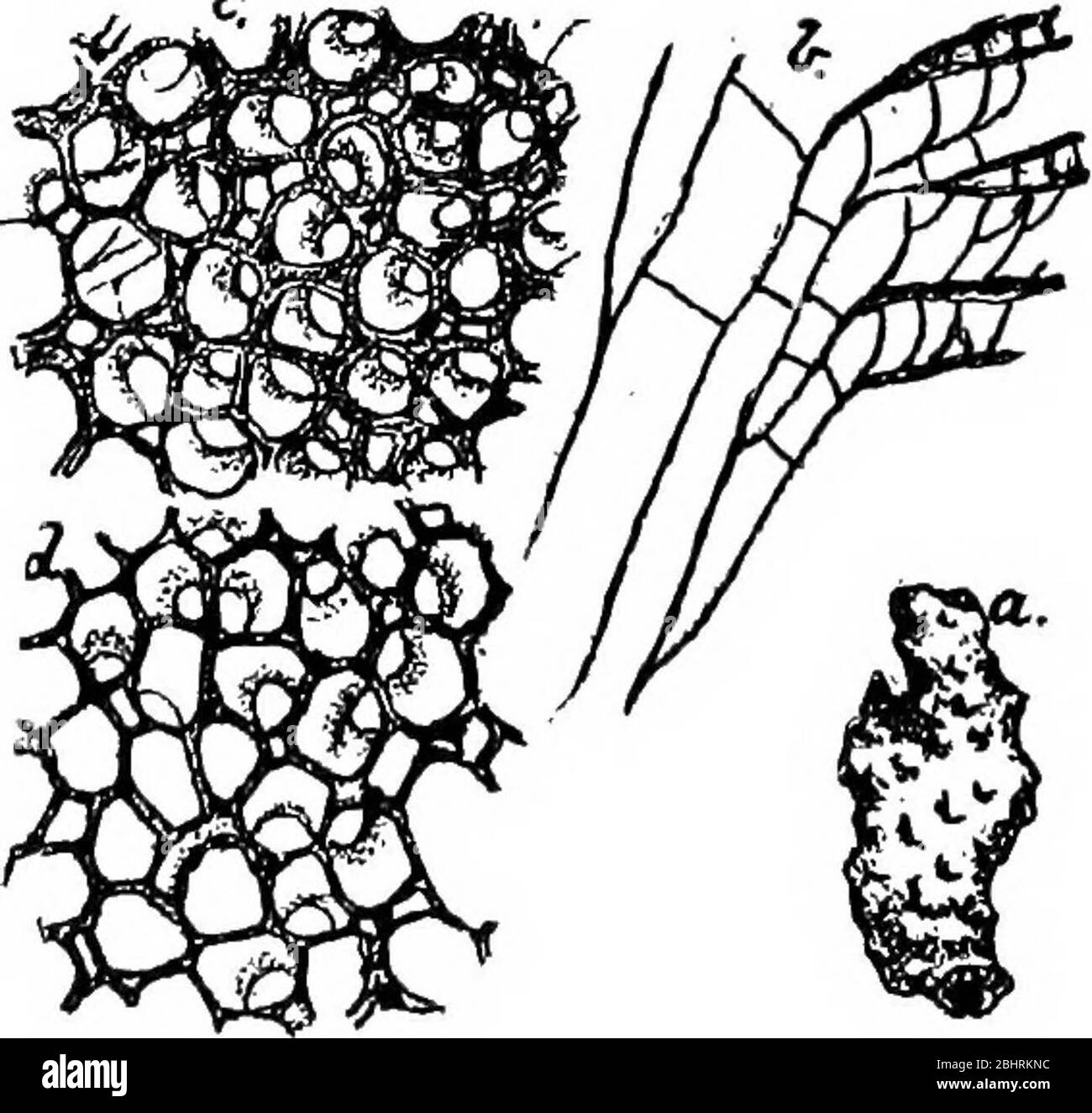 "The Bryozoa of the Lower Silurian in Minnesota" (1893 Stock Photo - Alamy