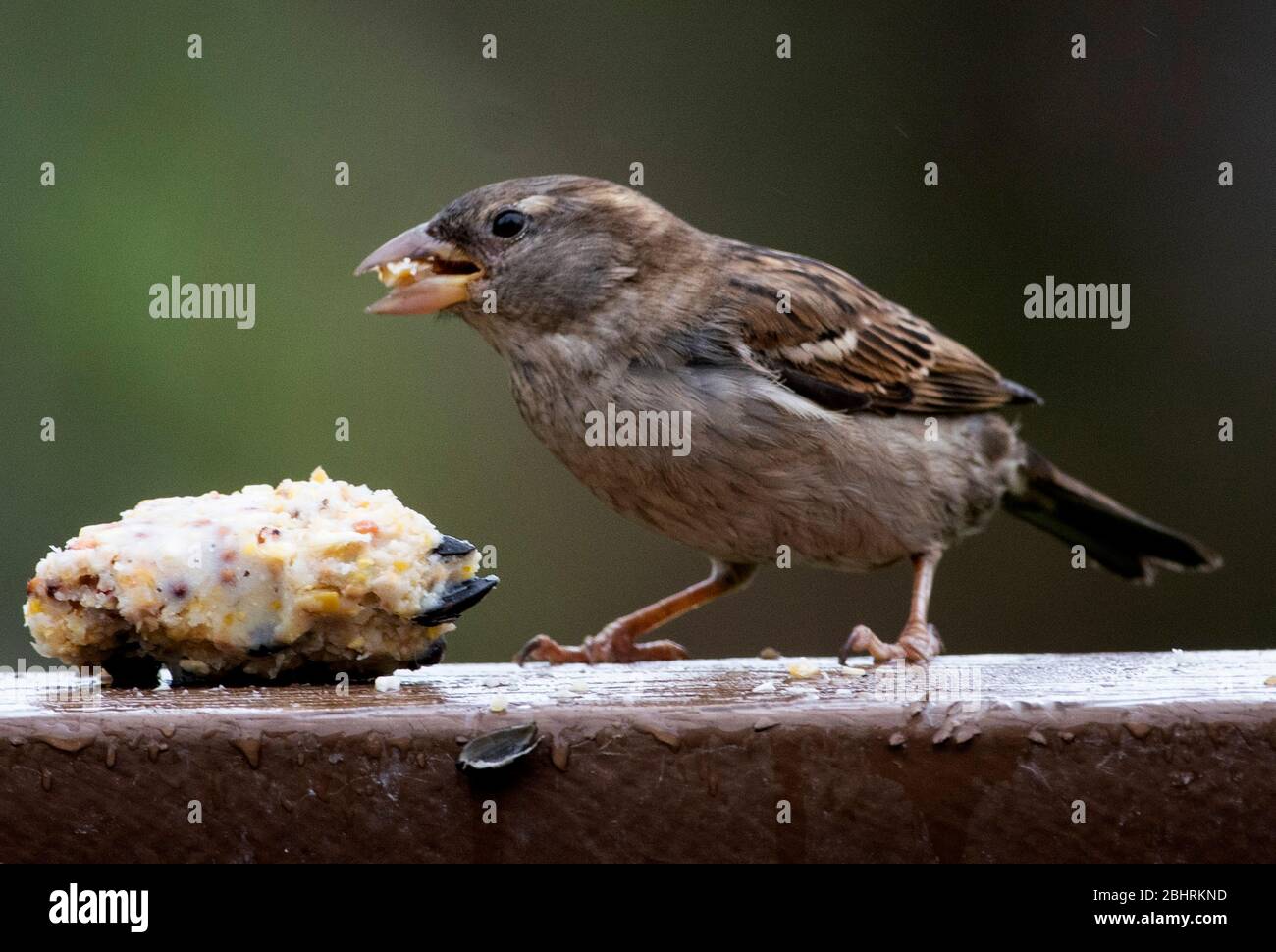 Fat eater hi-res stock photography and images - Alamy
