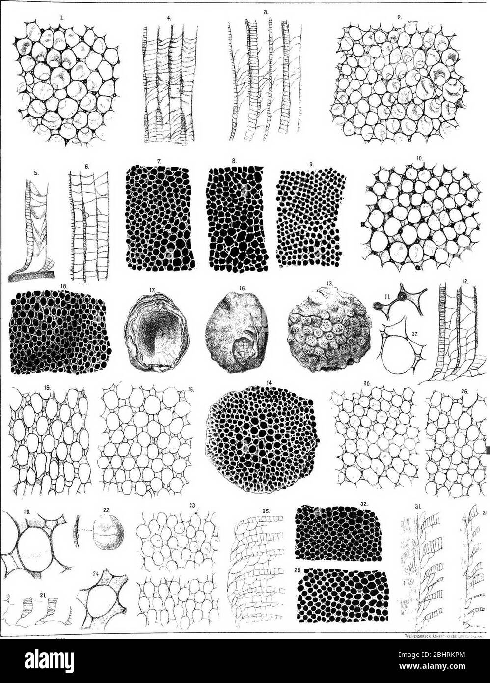 "The Bryozoa of the Lower Silurian in Minnesota" (1893 Stock Photo - Alamy