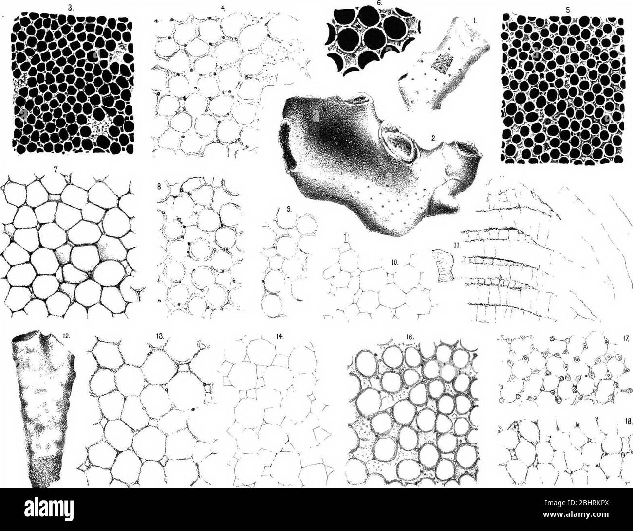 "The Bryozoa of the Lower Silurian in Minnesota" (1893 Stock Photo - Alamy