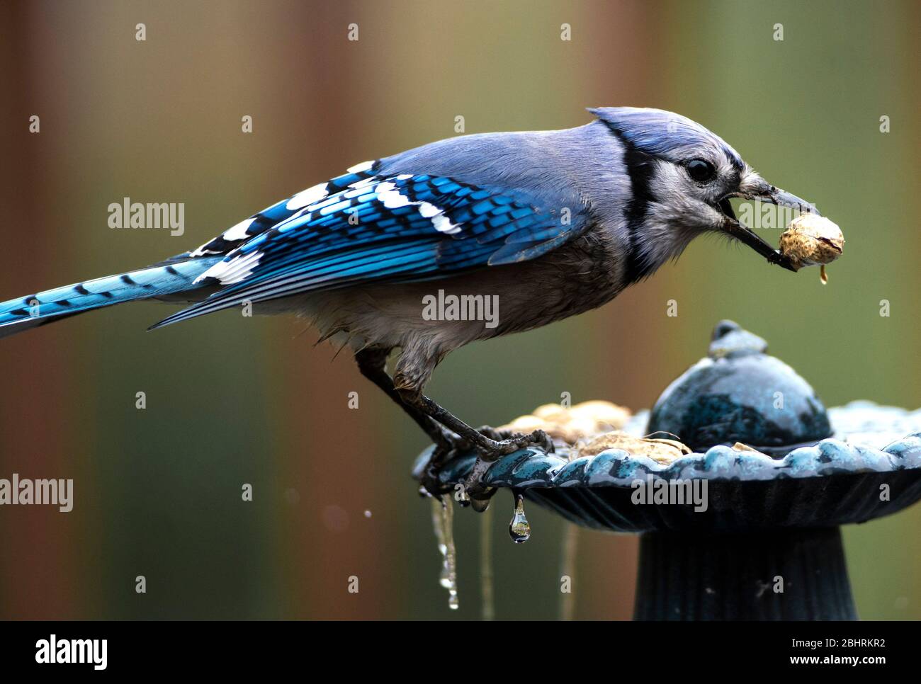 Peanut Eater High Resolution Stock Photography and Images - Alamy
