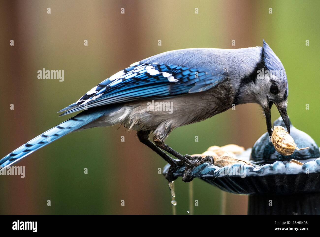 Bird eating a nut Stock Photo - Alamy